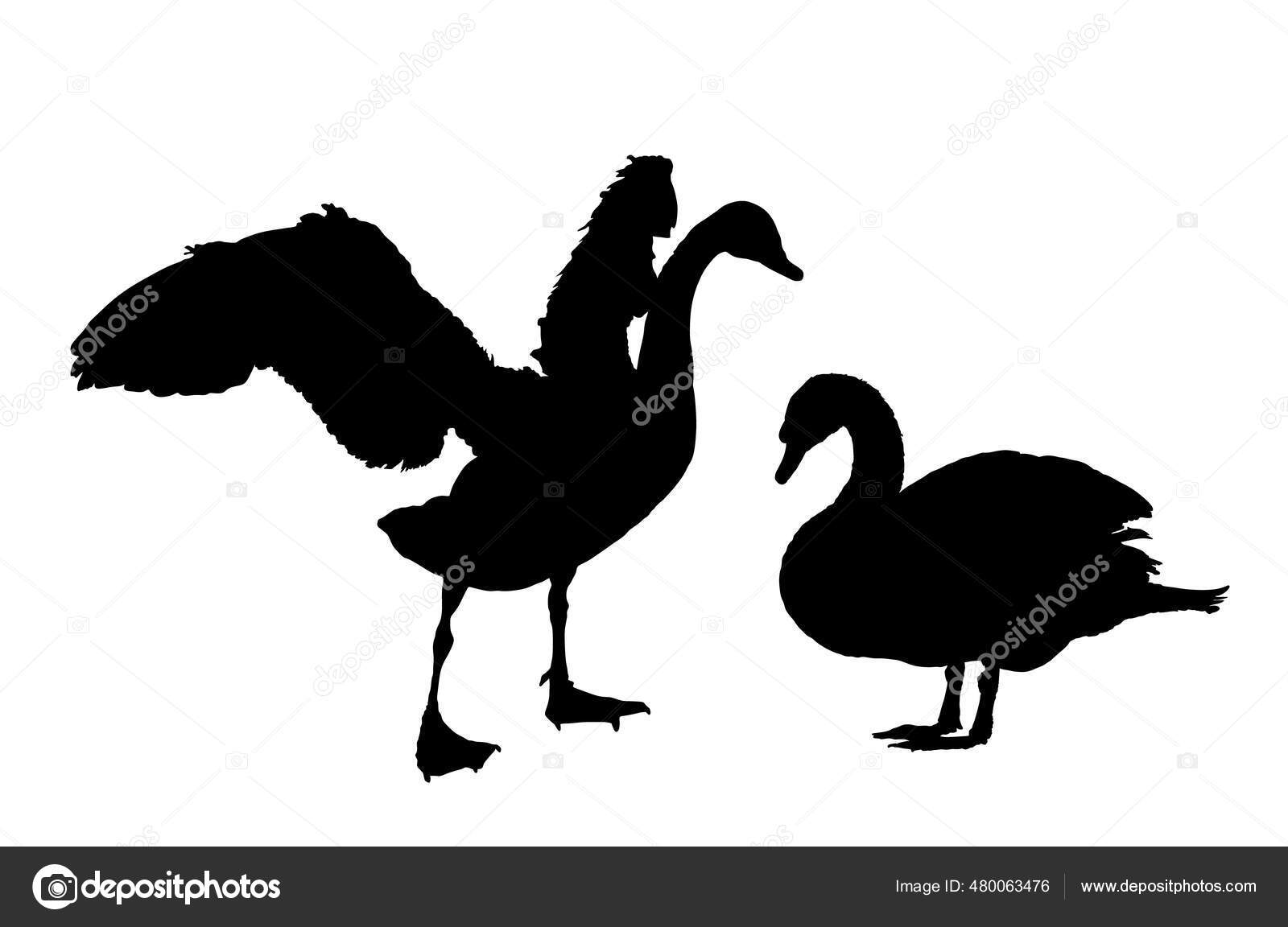 Pasangan Angsa Dalam Ilustrasi Siluet Vektor Cinta Terisolasi Pada ...