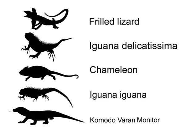 Frill neck lizard Vector Art Stock Images | Depositphotos