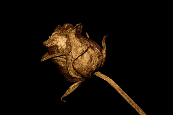 Rose dorée images libres de droit, photos de Rose dorée | Depositphotos