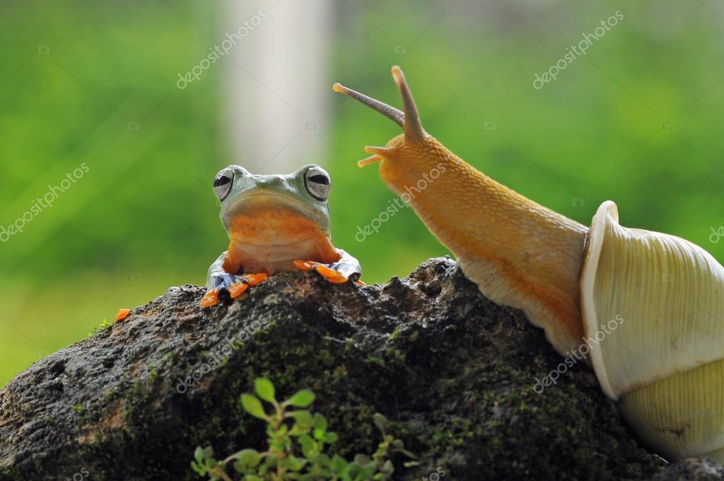 Frog with snail Stock Photo by ©blackvenomblack@yahoo.com 120534504