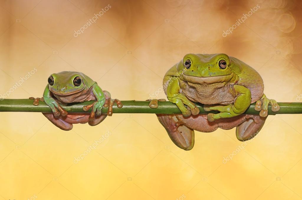 Frog in leaves, dumpy frog, frog, — Stock Photo © andripriyadi #120534566