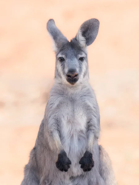 Livingroo Stock Photos, Royalty Free Livingroo Images | Depositphotos