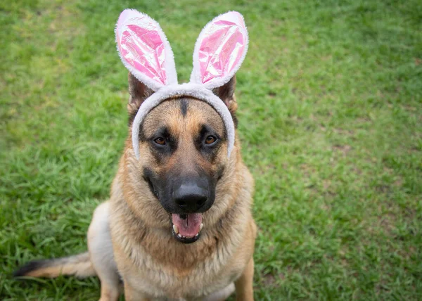 Easter german shepherd Stock Photos, Royalty Free Easter german ...