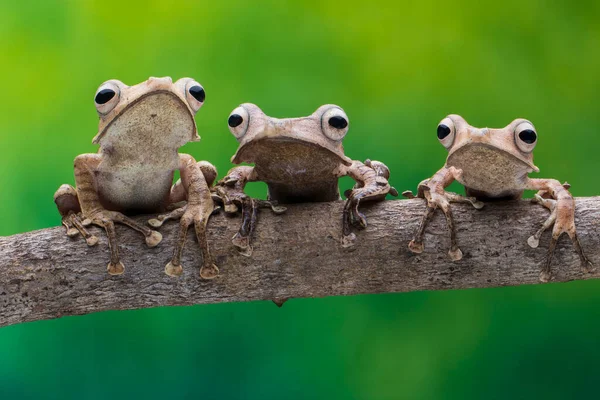 Grodan tecknad Stockfotografier, royaltyfria Grodan tecknad bilder ...