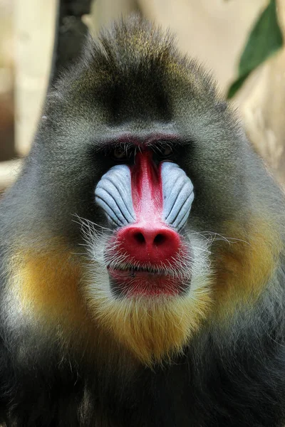 Cute female monkey Stock Photos, Royalty Free Cute female monkey Images ...