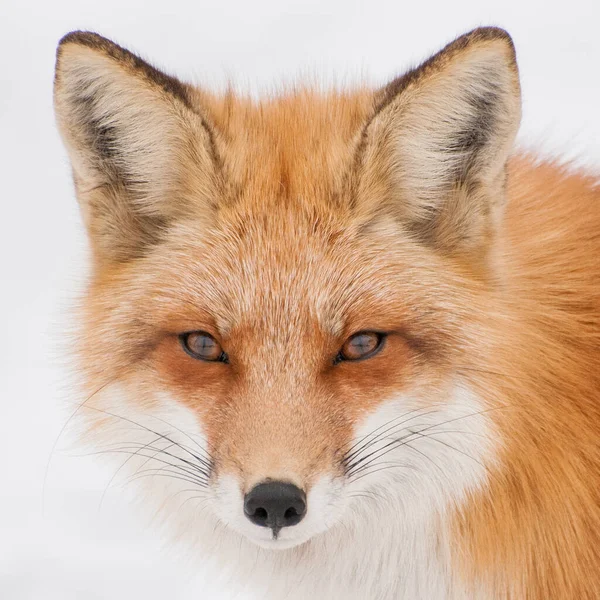 Fox face Stock Photos, Royalty Free Fox face Images | Depositphotos