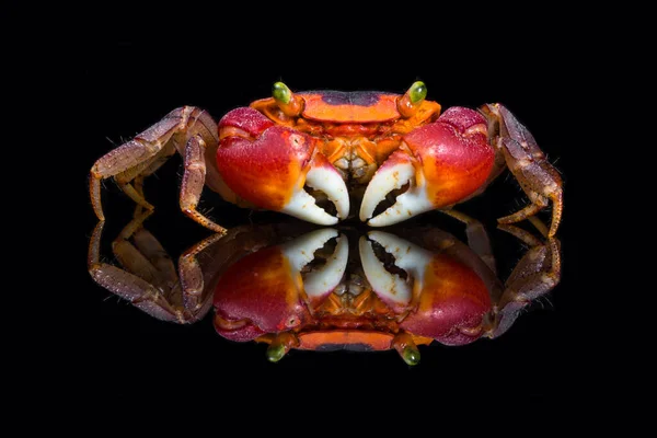Crab top view Stock Photos, Royalty Free Crab top view Images ...