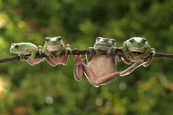Budweiser frogs Stock Photos, Royalty Free Budweiser frogs Images ...