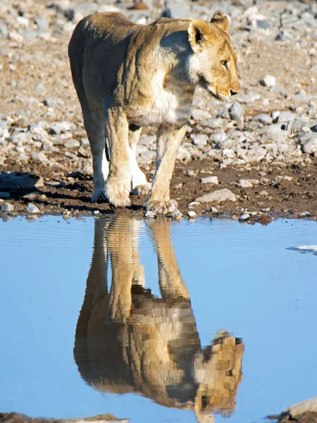 Lion reflection Stock Photos, Royalty Free Lion reflection Images ...