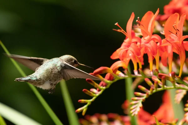 Pollination hummingbird Stock Photos, Royalty Free Pollination ...