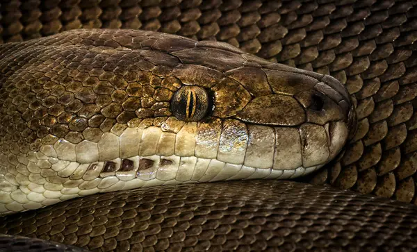 The eye of snakes Stock Photos, Royalty Free The eye of snakes Images ...
