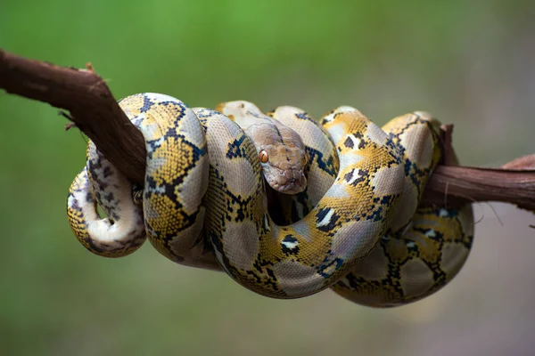 Tree pythons Stock Photos, Royalty Free Tree pythons Images | Depositphotos