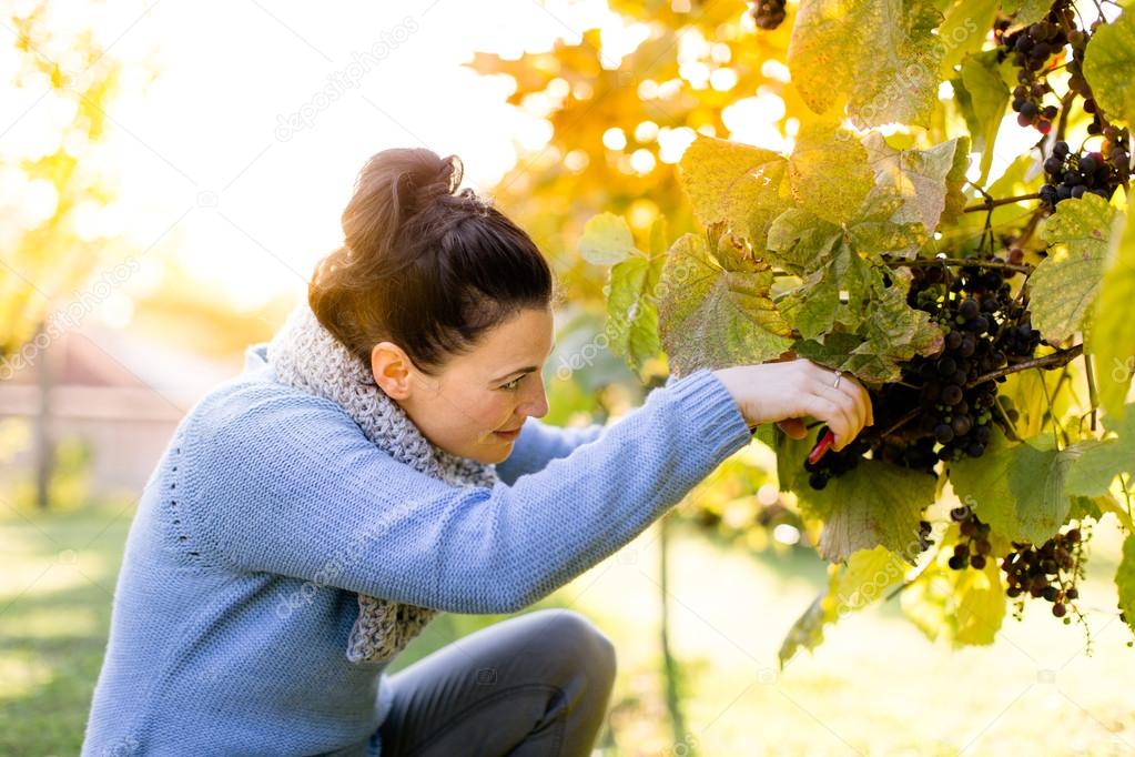 Happy grape picker at work picking grapes on the vine Stock Photo by ...