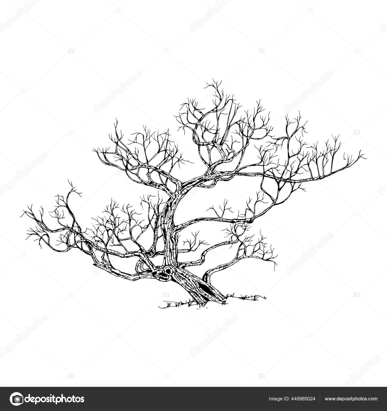 Hand Drawn Tree Isolated White Background Sketch Vector Illustration ...