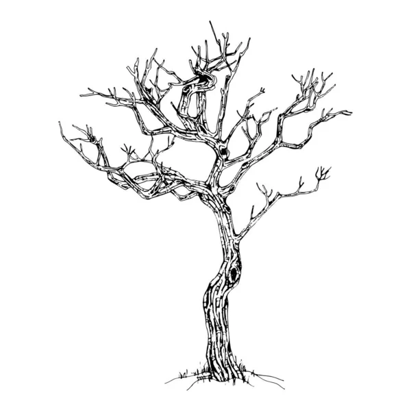 Croquis Effrayant D'arbre Mort Télécharger Arbre Rouge En