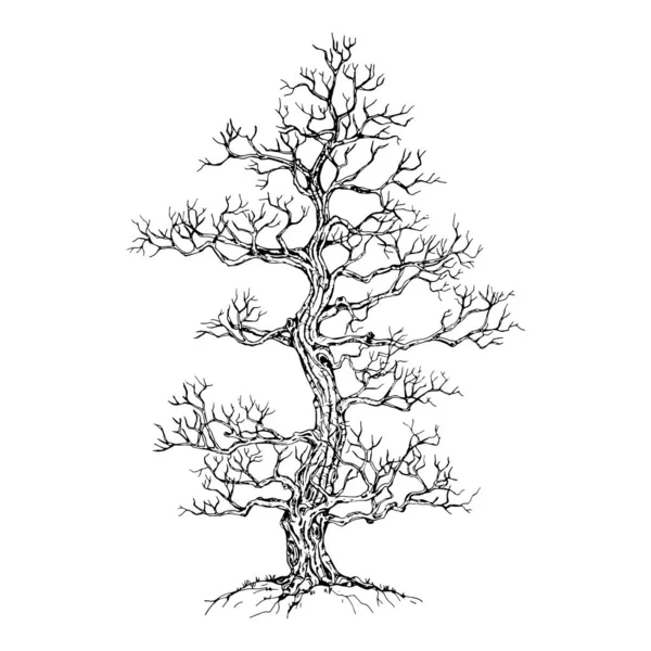 4,090 Tree etching Vector Images | Depositphotos