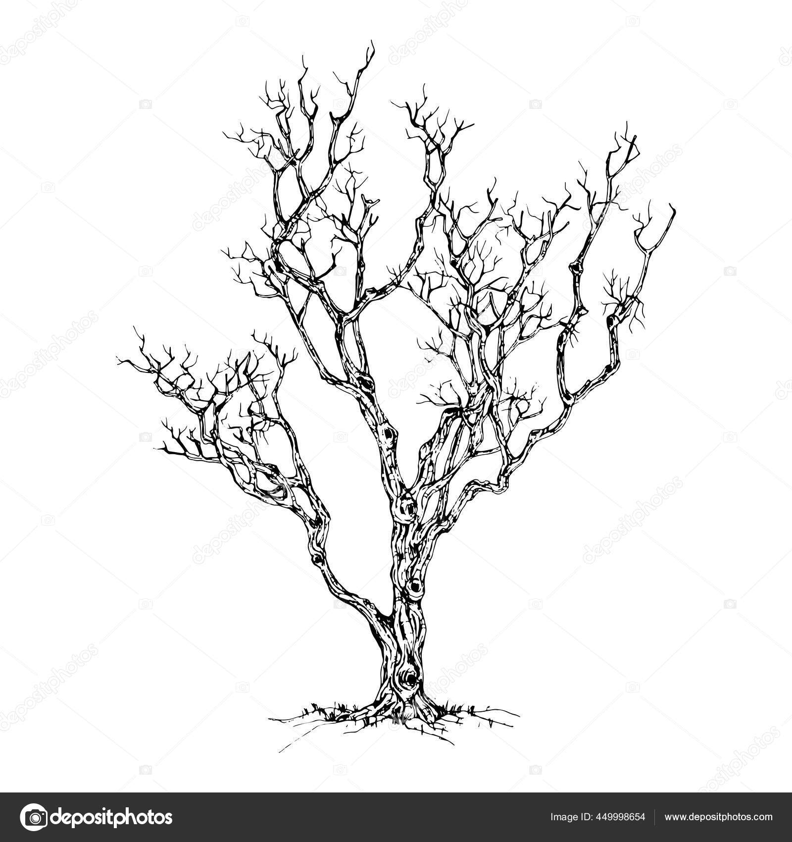 Hand Drawn Tree Isolated White Background Sketch Vector Illustration ...
