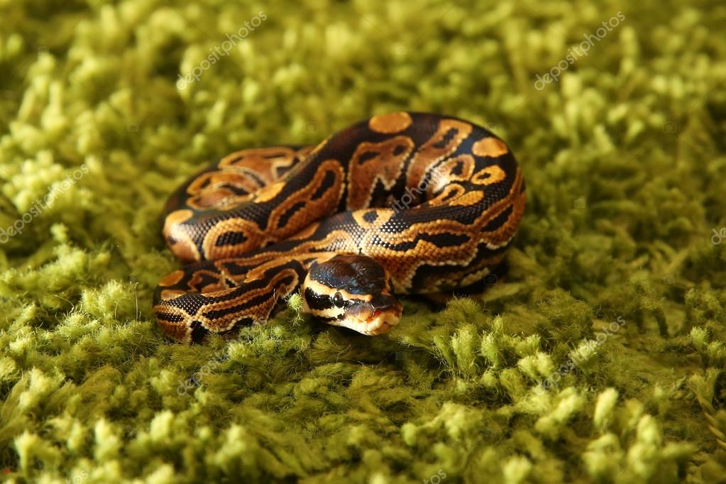 Python regius snake (royal or ball python) Stock Photo by ©angel648 ...