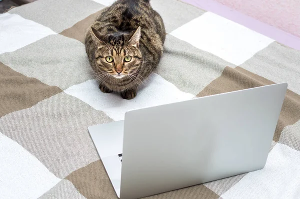 Cat on laptop Stock Photos, Royalty Free Cat on laptop Images ...