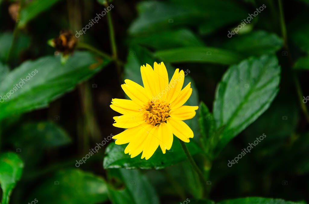 Singapore Daisy también conocida como Sphagneticola trilobata, Bay Biscayne creeping-oxeye ...