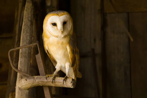 Barn Owl Desktop Wallpaper
