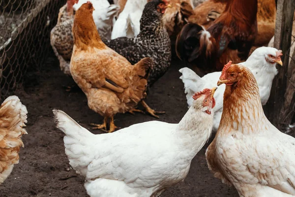 Broiler chicken white Stock Photos, Royalty Free Broiler chicken white ...