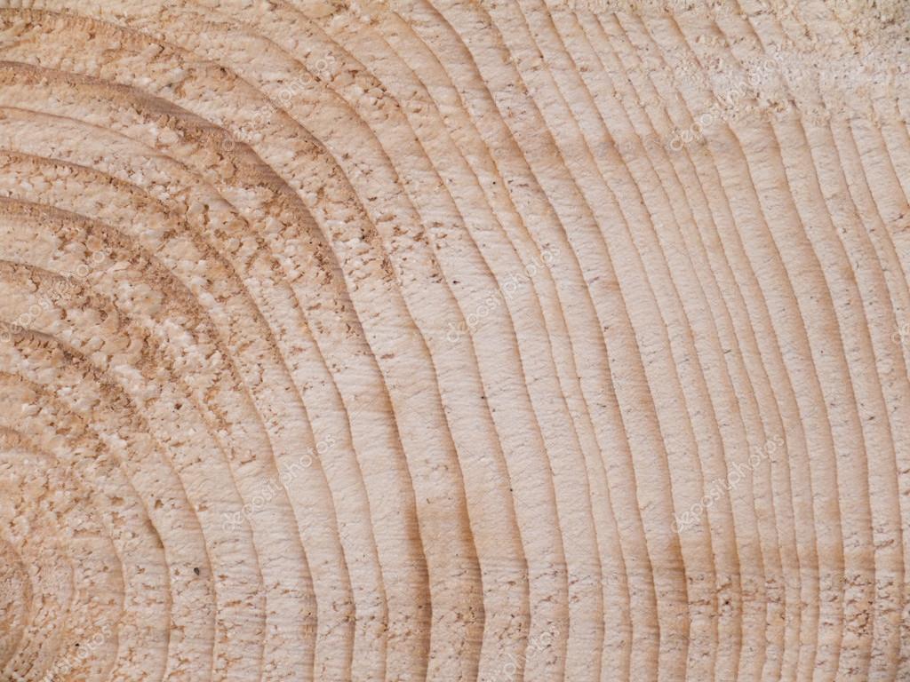 Cross Section Of Pine Wood