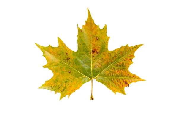 Feuille pointue images libres de droit, photos de Feuille pointue ...