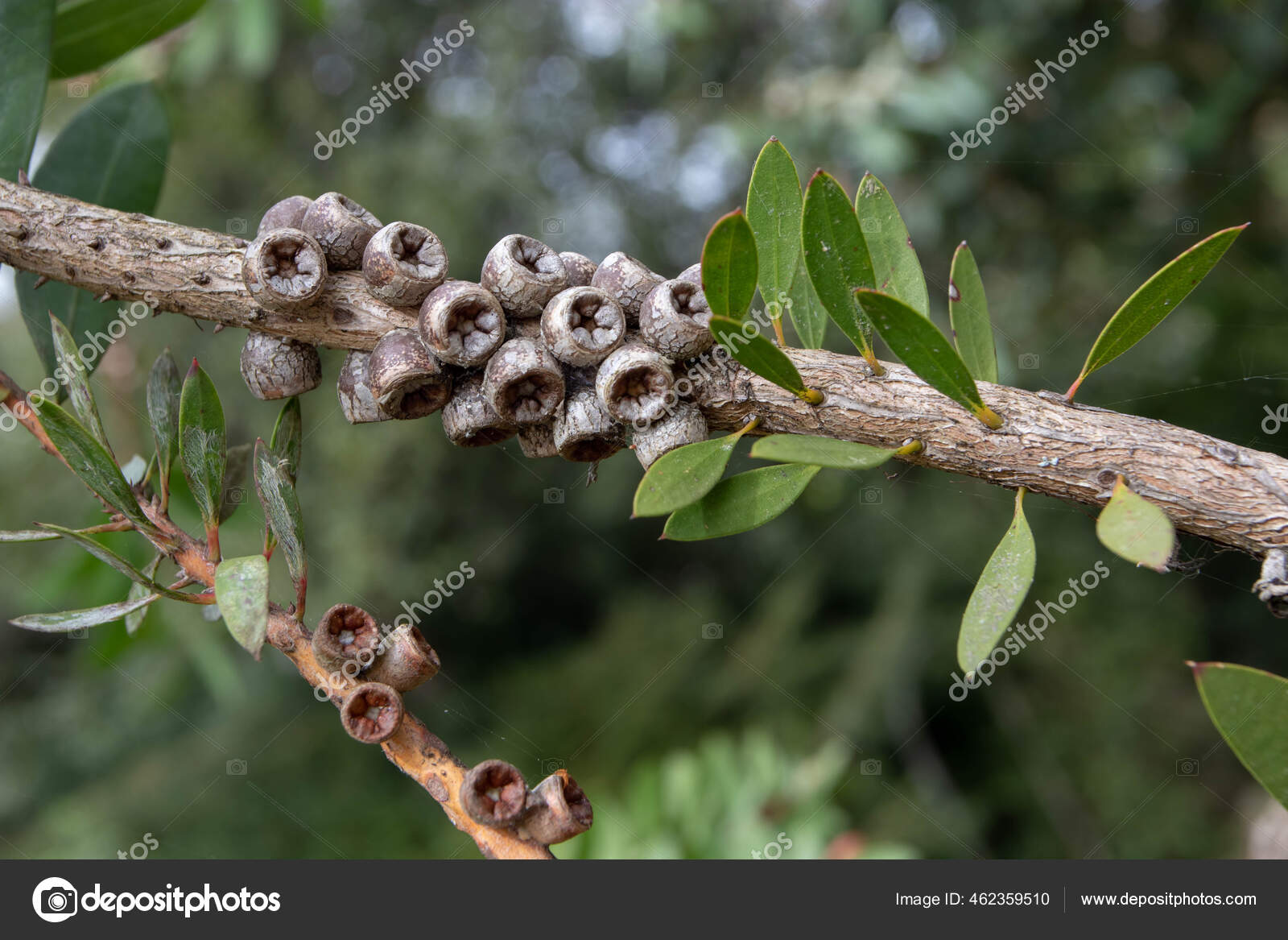 Callistemon Linearis