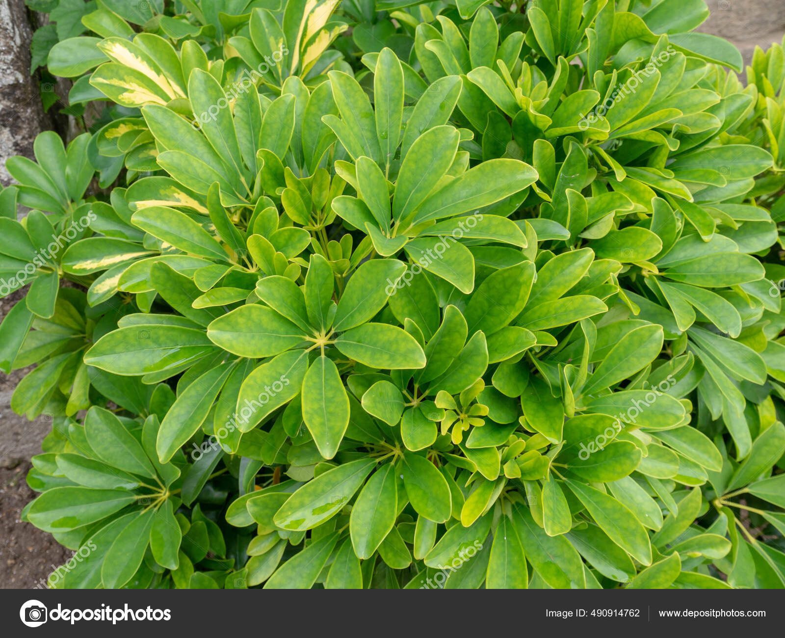 Schefflera Arboricola Hedge