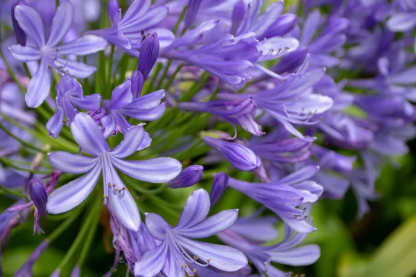 Primeros planos de flores azules Agapanthus. Lirio del Nilo o planta ...