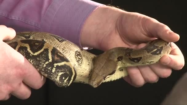 969 Constrictor snake Videos, Royalty-free Stock Constrictor snake ...