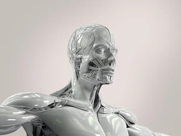 Anatomy face Stock Images - Search Stock Images on Everypixel