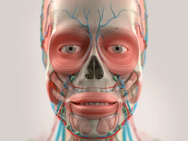 Face anatomy Stock Images - Search Stock Images on Everypixel