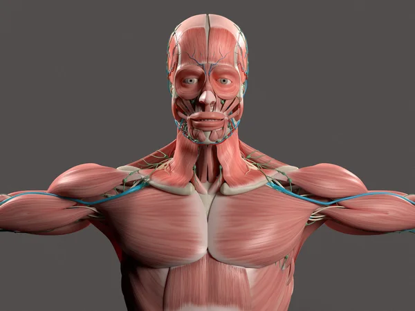 Human anatomy with front view of full body showing muscular system and ...