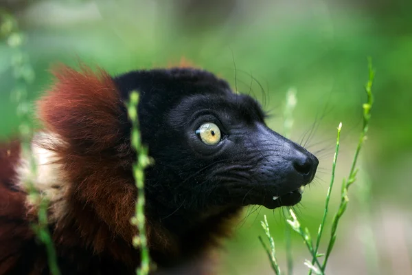 Lémurien rouge images libres de droit, photos de Lémurien rouge ...
