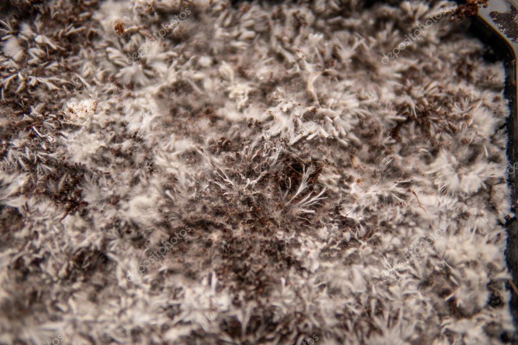 Psilocybe cubensis. Medicamentos Cultivo de hongos. Filamentos de ...