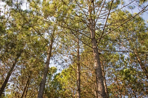 Backyard with trees Stock Photos, Royalty Free Backyard with trees ...