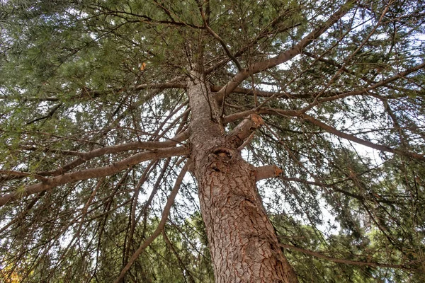 Tree management Stock Photos, Royalty Free Tree management Images ...