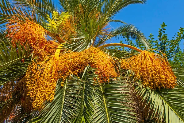 Palm tree flower Images - Search Images on Everypixel
