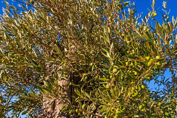 Arak tree Stock Photos, Royalty Free Arak tree Images | Depositphotos