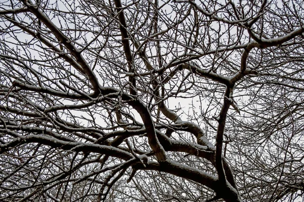 trees in winter season and nature - Stock Image - Everypixel