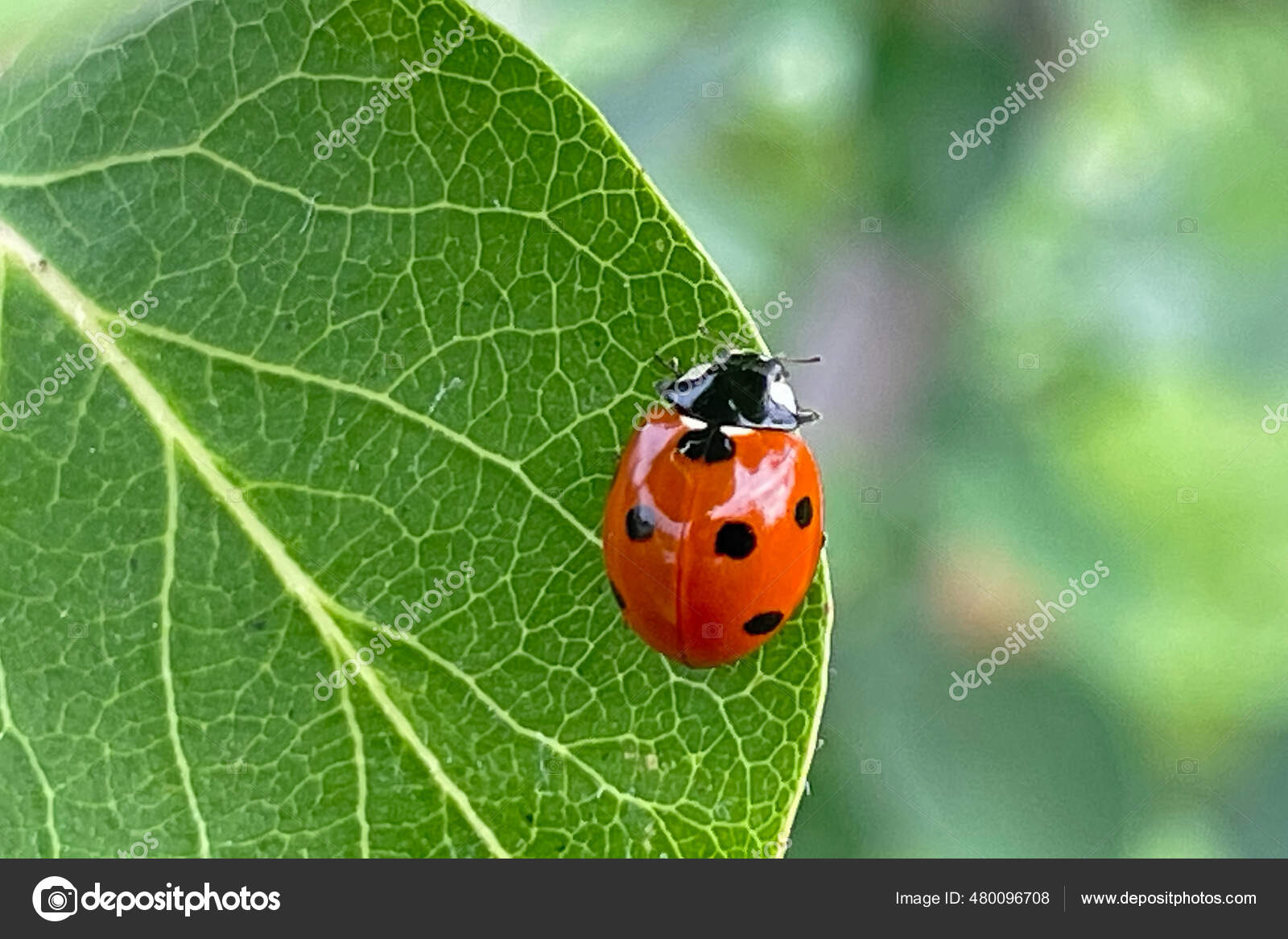 Ladybug On Leaf In Tree