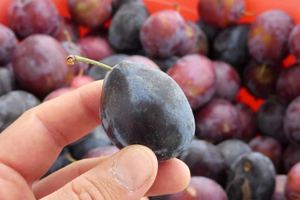 black close-up ripe damson plum, damson plum accordance with the ...
