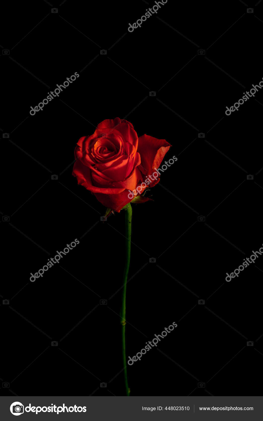 Dark Red Rose With Stem