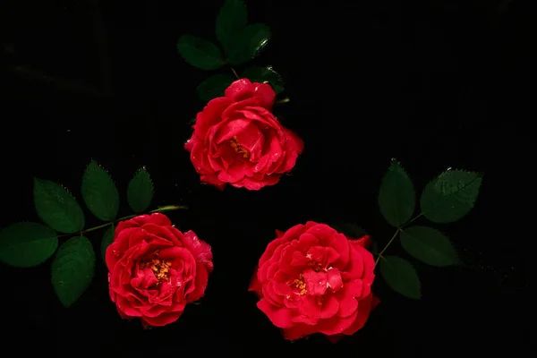Red Roses Green Leaves Black Background Stock Photo by ©eugenehill 493583600