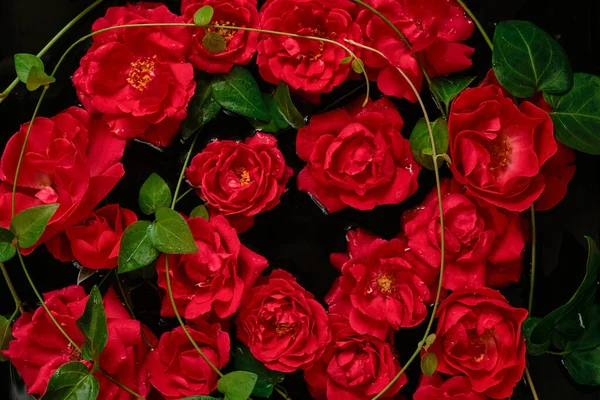 Red Roses Green Leaves Black Background Stock Photo by ©eugenehill 493583600
