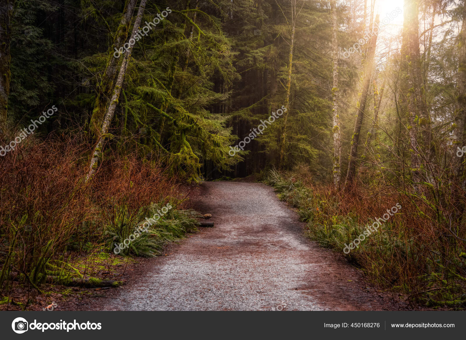 Beautiful Path in the Rainforest Stock Photo by ©edb3_16 450168276