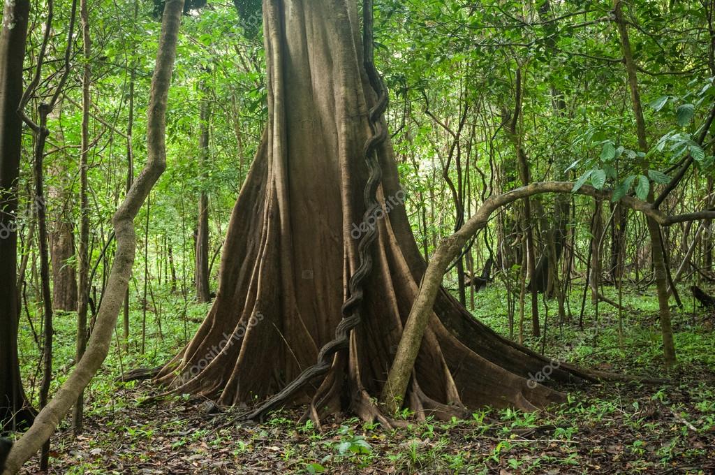 Rainforest, Sustainable development reserve — Stock Photo © vitormarigo ...