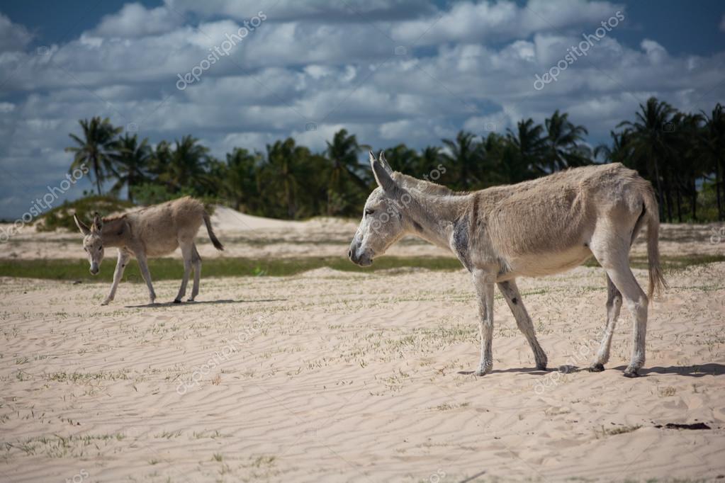 Burros en el Parque Nacional de Jericoacoara 2024